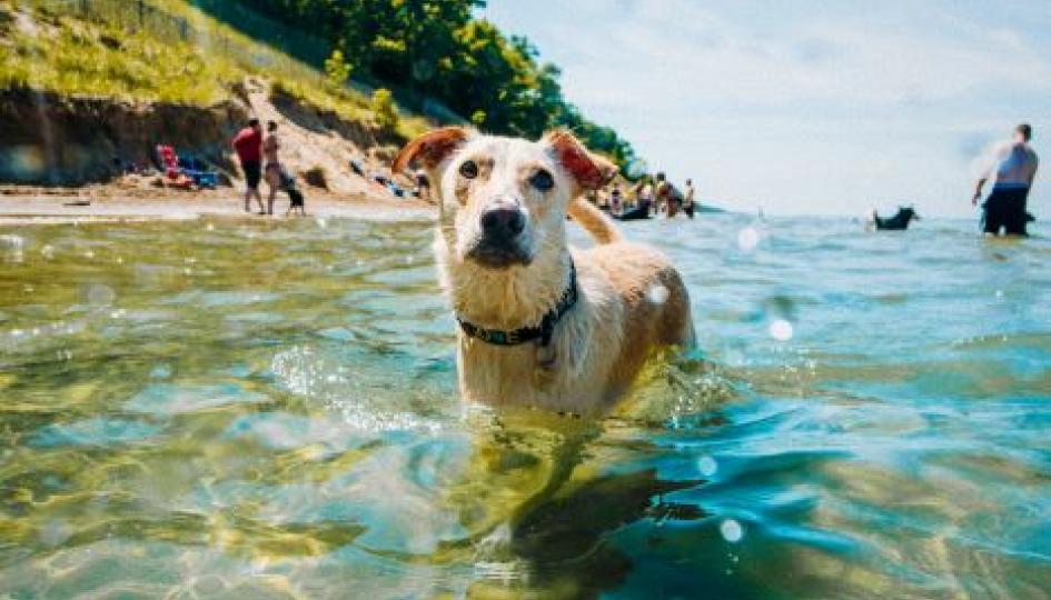Dive In Safely: A Guide to Safe Swimming for You and Your Canine Compa