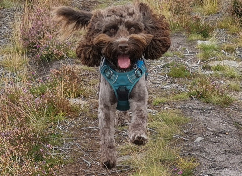 10 Fun Activities to Do with Your Dog